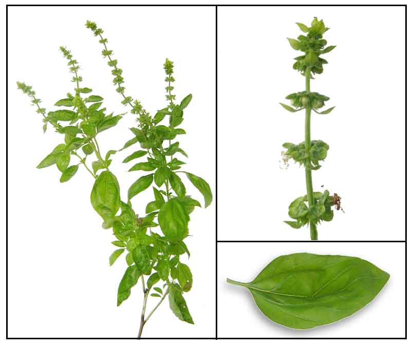 Balanoy Solasi Ocimum Basilicum Basil Luo Le Herbal Therapy