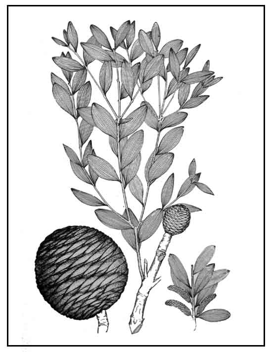 Salong / Agathis alba / MANILA COPAL: Philippine Herbal Medicine ...