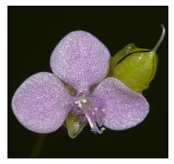 Angel grass, Murdania loriformis, BRIGHT STAR PLANT/ Alternative Medicine