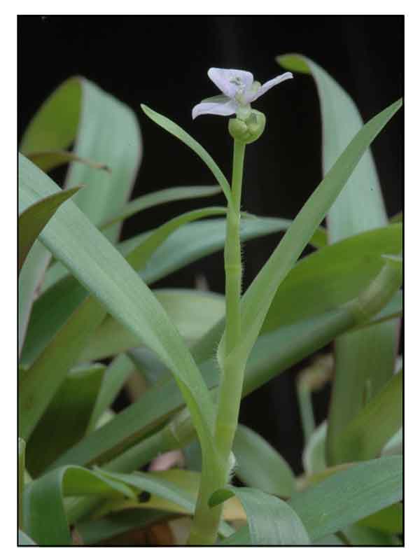 Angel grass, Murdania loriformis, BRIGHT STAR PLANT/ Alternative Medicine