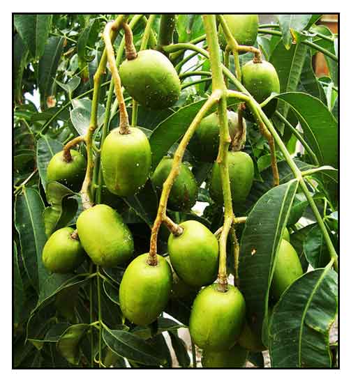 BalolongSpondias dulcis. GOLDEN APPLE, AMBARELLA / Alternative Medicine