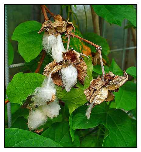 Bulak, Gossypium herbaceum, COTTON / Alternative Medicine