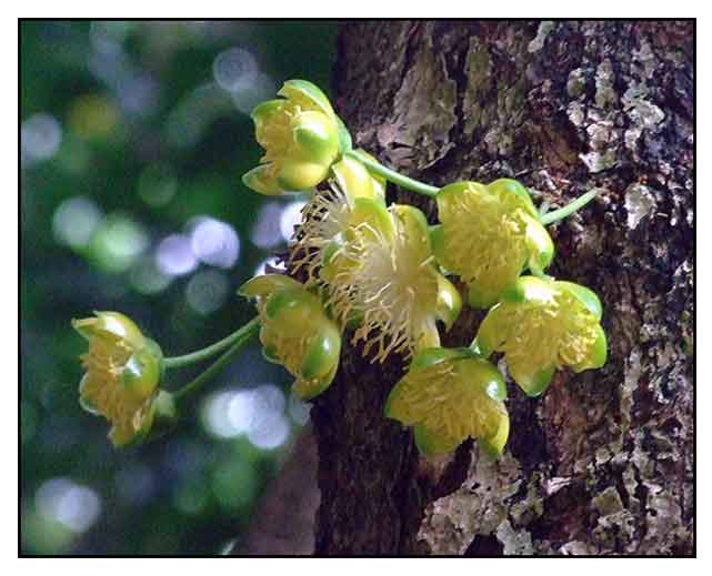 Names/ Alternative Medicine