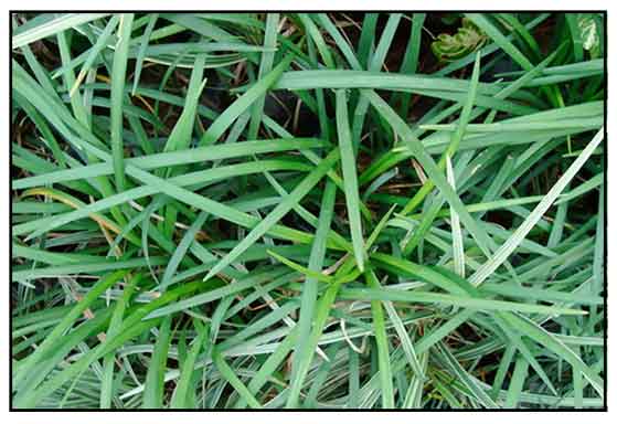 Mondo grass, dwarf lily turf, ophiopogon japonicus : Philippine ...
