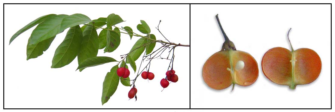 Names Needed for Botanical Plants / Philippine Alternative Medicine at ...