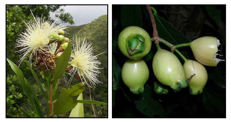 Tampoi, Syzygium jambos, ROSE APPLE, Pu tao / Philippine Medicinal ...
